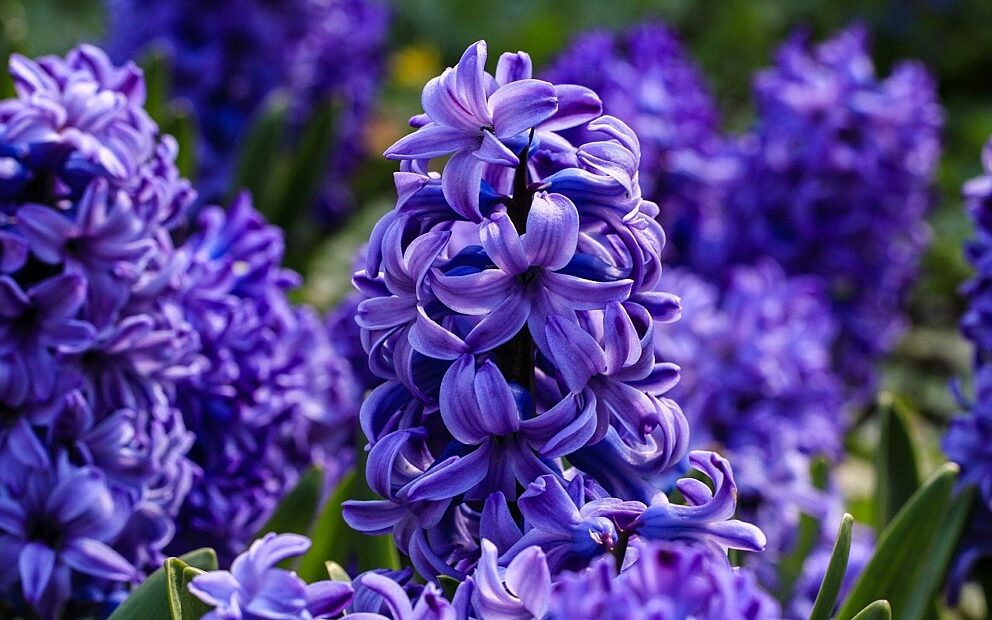 Hyazinthen: Wann und wie verpflanzt man… | Radio Charivari Würzburg