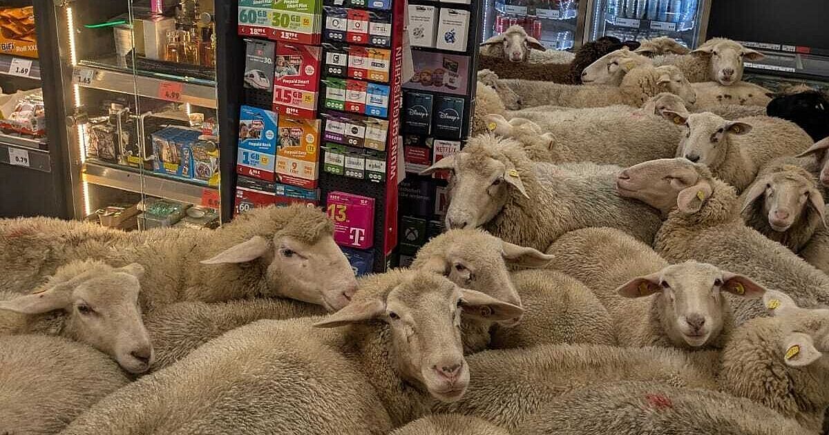 Burgsinn: Schafherde stürmt in Supermarkt | Radio Charivari Würzburg